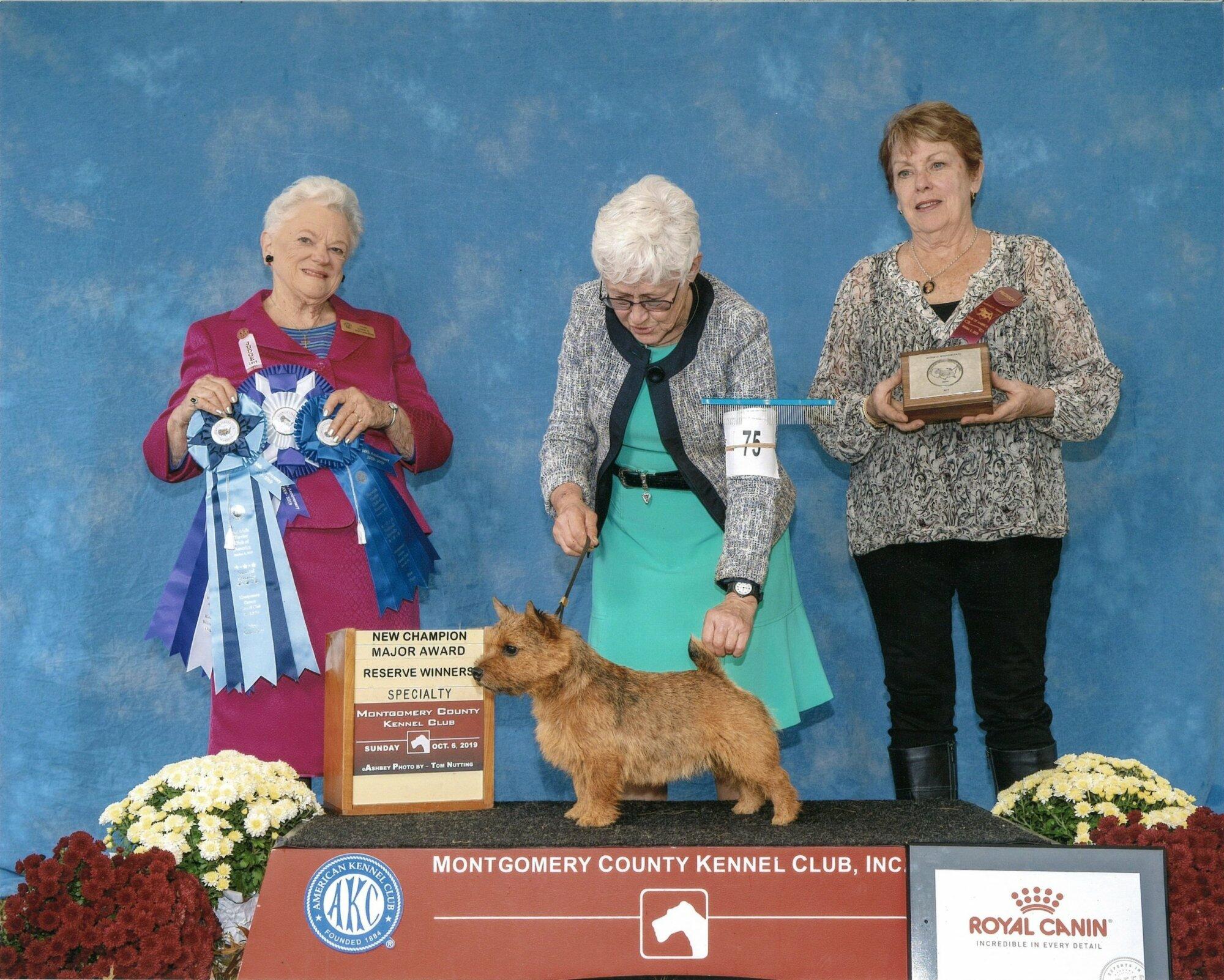 2019 National Specialty Winners – Norwich Terrier Club of America